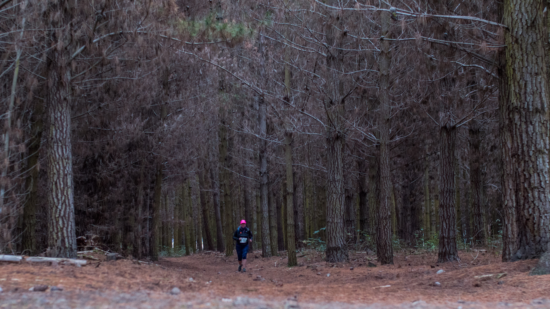 10KM - Forest Run Fest (2025) | SportSplits